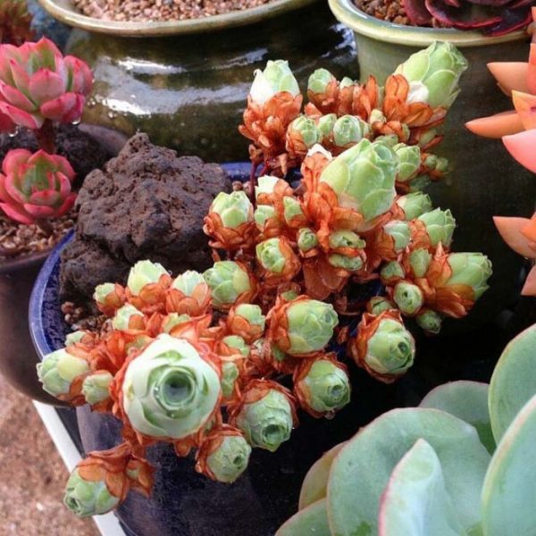 Rose Succulents Are A Thing And They Look Straight Out Of A Fairytale