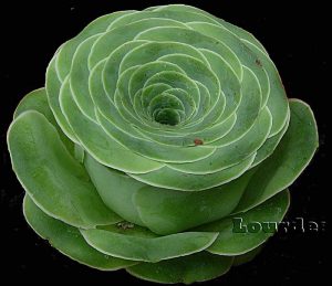 Rose Succulents Are A Thing And They Look Straight Out Of A Fairytale