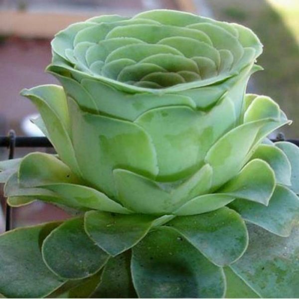 Rose Succulents Are A Thing And They Look Straight Out Of A Fairytale