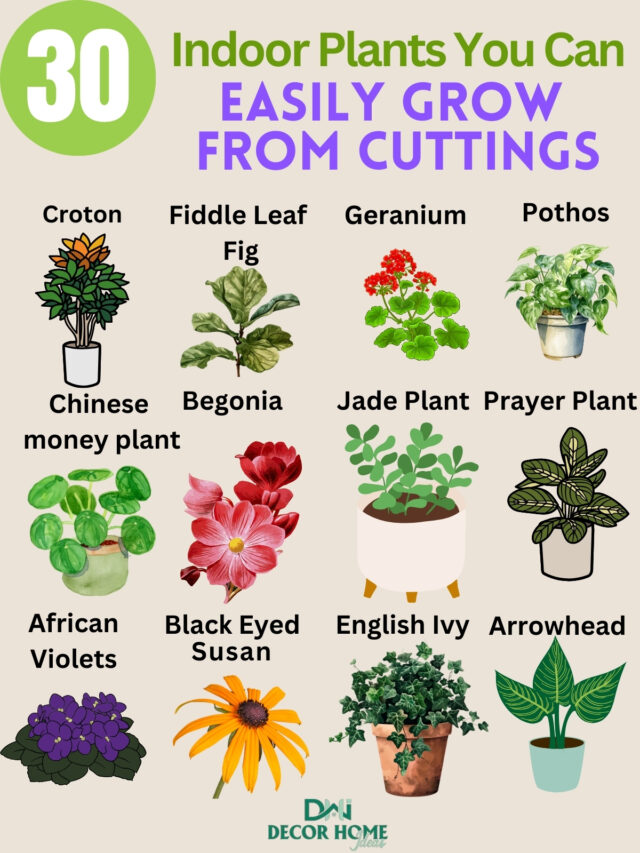 Indoor Plants You Can Grow From Cuttings