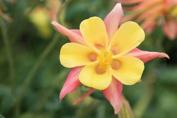 25 Beautiful Flowers That Grow Well Under Trees