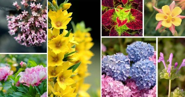 25 Beautiful Flowers That Grow Well Under Trees