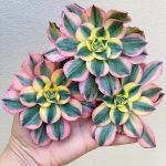 15 Amazing Tricolor Houseplants To Add To Your Home
