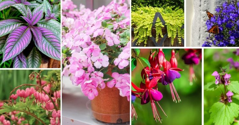 15 Fantastic Shade-Loving Plants For Container Gardens