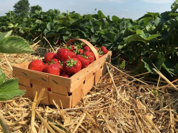 28 Expert Strawberry Gardening Tips To Make Your Own Big Time Harvest