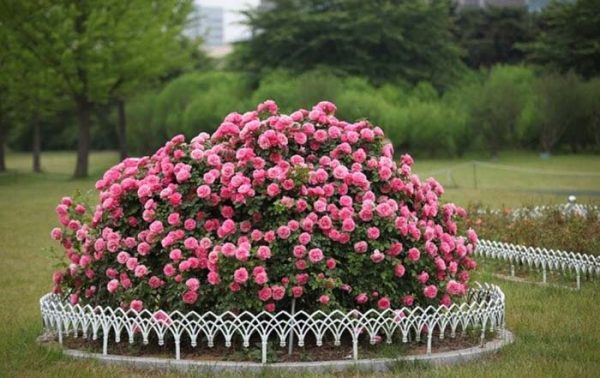 40 Amazing Rose Garden Ideas For Your Backyard