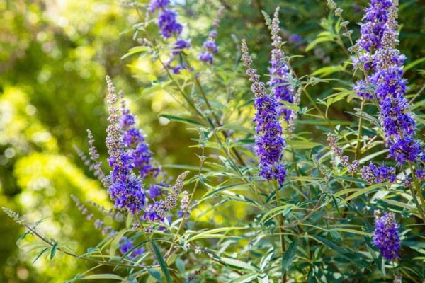 25 Longest Blooming Trees and Shrubs To Add To Your Garden