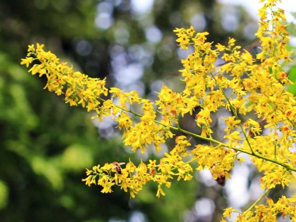 25 Longest Blooming Trees and Shrubs To Add To Your Garden