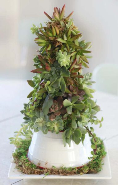 32 Best Succulent Christmas Trees For An Unique Festive Decoration
