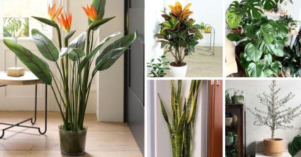 8 Beautiful Big Houseplants For The Corners of Your Home