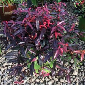 25 Beautiful Shrubs for Front of House That Will Instantly Boost Your ...