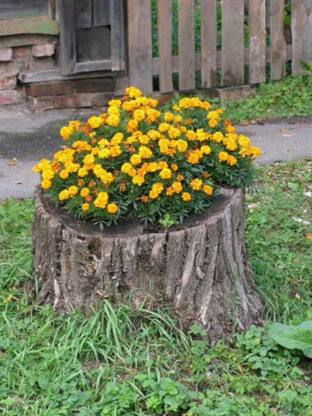 30 Amazing Tree Stump Planter Ideas For Your Garden | Decor Home Ideas