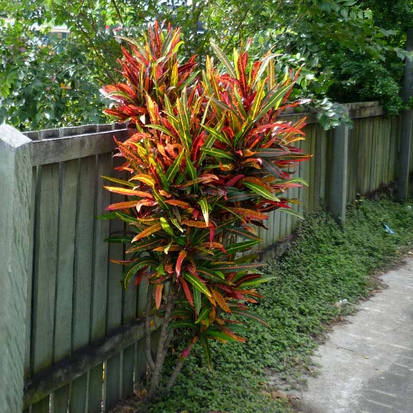 21 Awesome Croton Landscaping Ideas To Add More Color To Your Garden