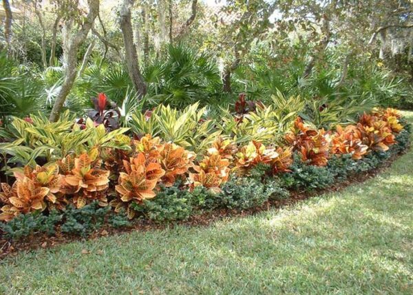 21 Awesome Croton Landscaping Ideas To Add More Color To Your Garden