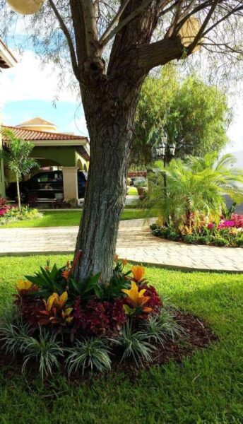 21 Awesome Croton Landscaping Ideas To Add More Color To Your Garden