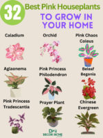 32 Beautiful Pink Houseplants You Would Love To Grow In Your Home