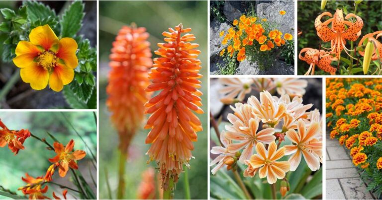 22 Amazing Perennials With Orange Flowers You'll Love To Have In Your ...