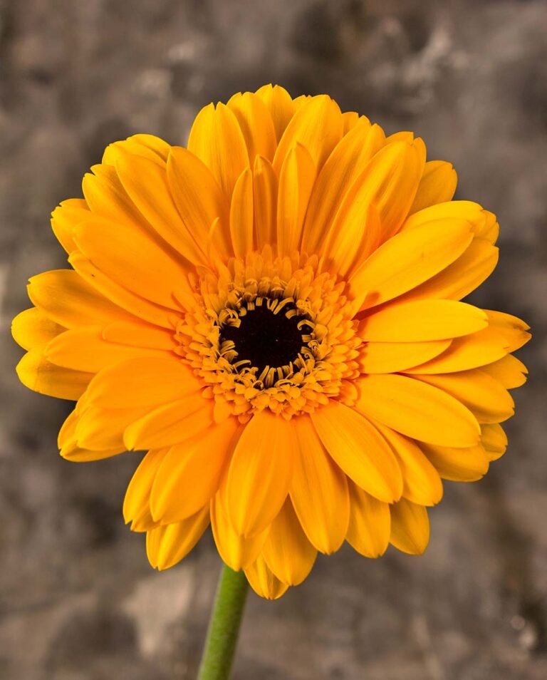 22 Amazing Perennials With Orange Flowers You'll Love To Have In Your ...