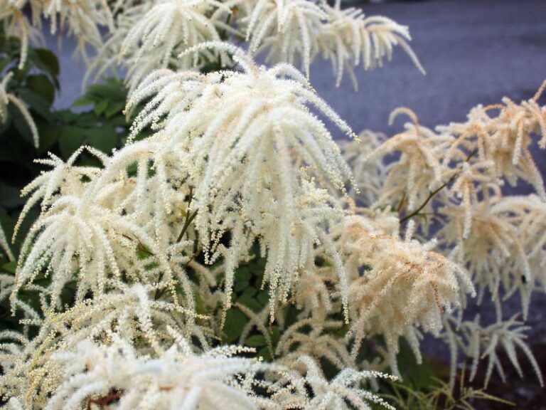 35 Outdoor Plants That Grow Without Sunlight ( Easy Care )