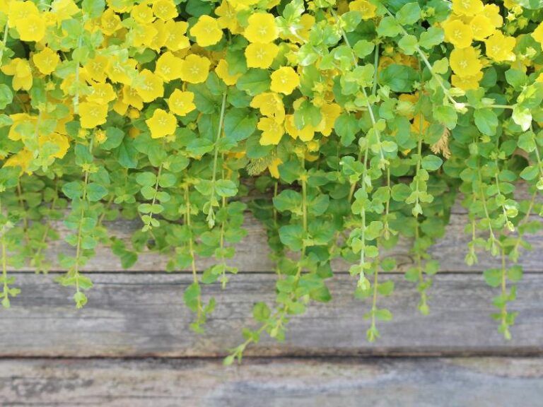 35 Outdoor Plants That Grow Without Sunlight ( Easy Care )