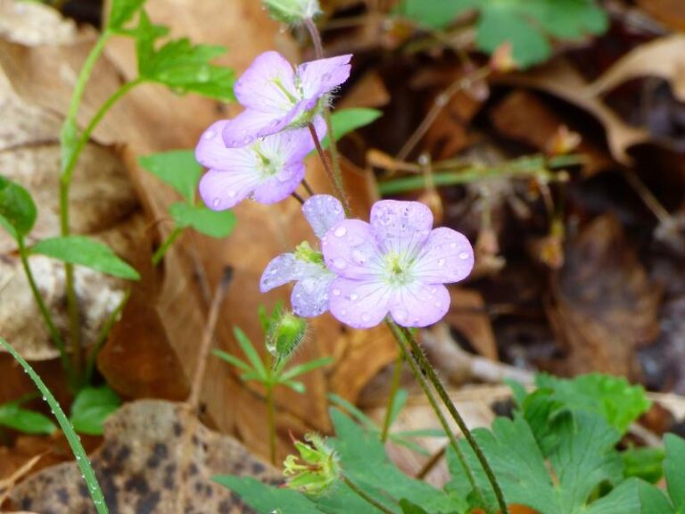 35 Outdoor Plants That Grow Without Sunlight ( Easy Care )