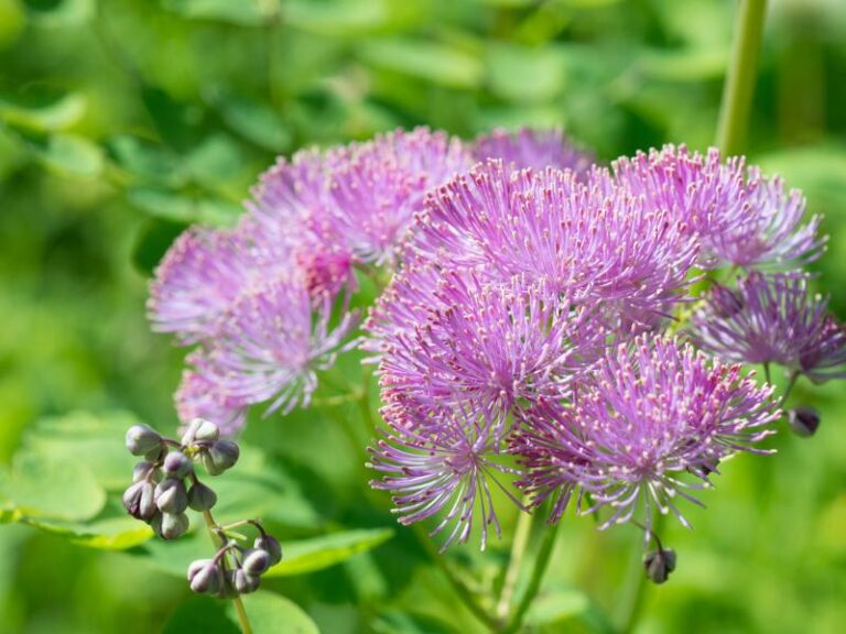 35 Outdoor Plants That Grow Without Sunlight ( Easy Care )