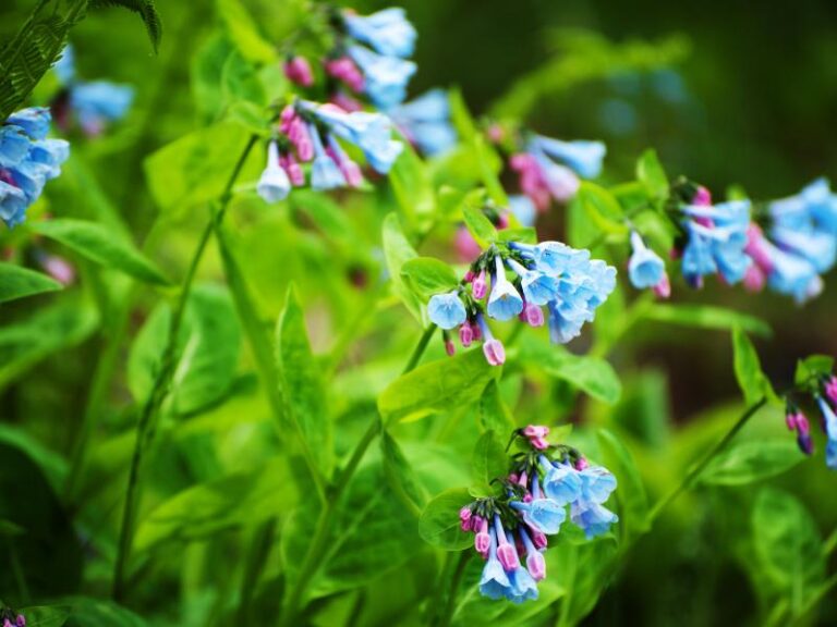 35 Outdoor Plants That Grow Without Sunlight ( Easy Care )
