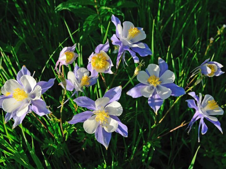 35 Outdoor Plants That Grow Without Sunlight ( Easy Care )
