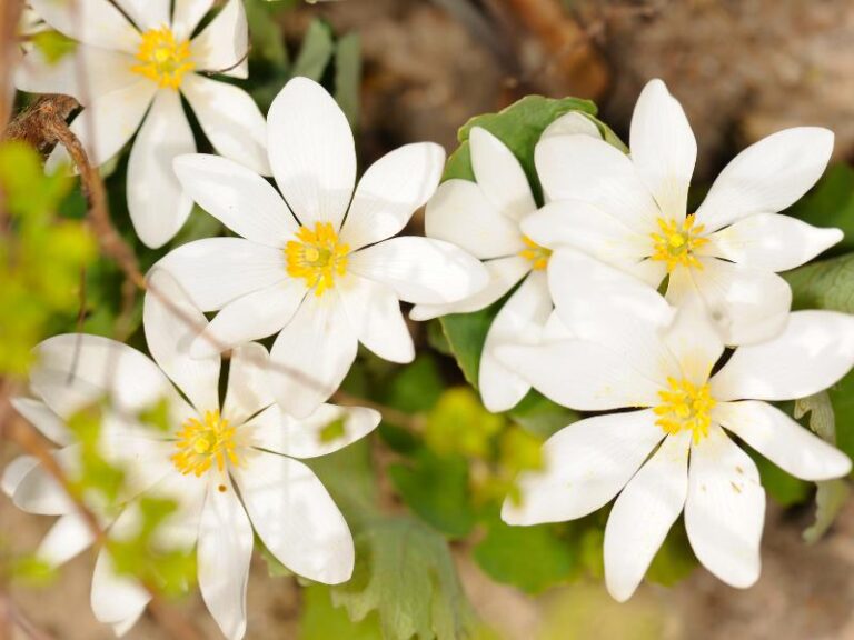 35 Outdoor Plants That Grow Without Sunlight ( Easy Care )
