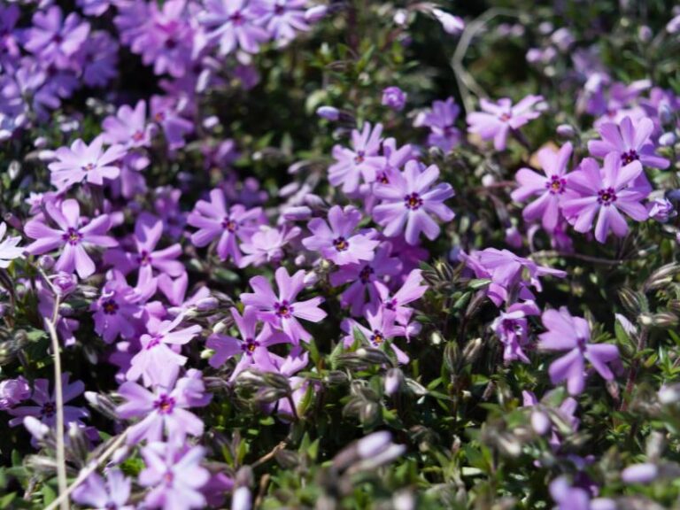 35 Outdoor Plants That Grow Without Sunlight ( Easy Care )
