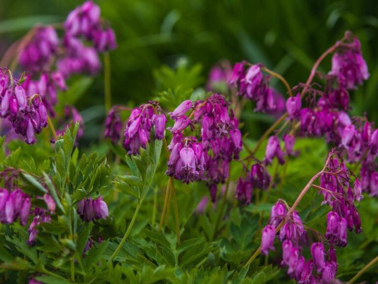 35 Outdoor Plants That Grow Without Sunlight ( Easy Care )