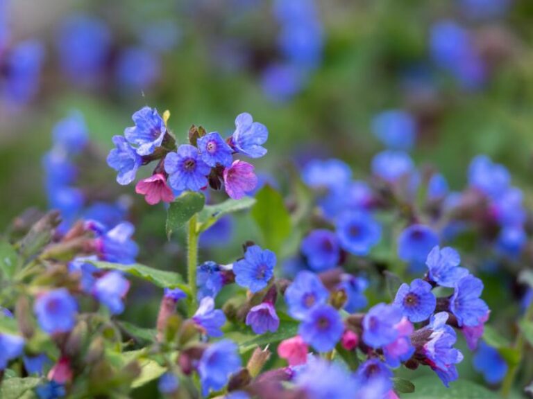 35 Outdoor Plants That Grow Without Sunlight ( Easy Care )