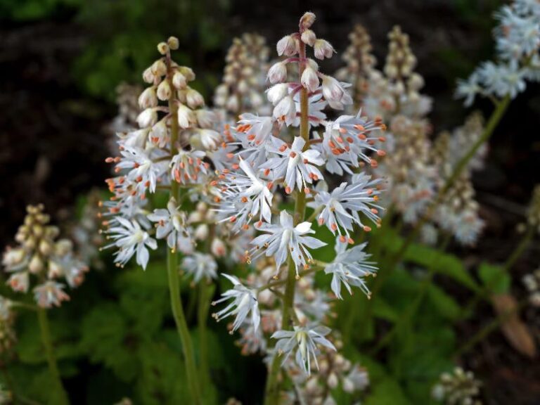 35 Outdoor Plants That Grow Without Sunlight ( Easy Care )