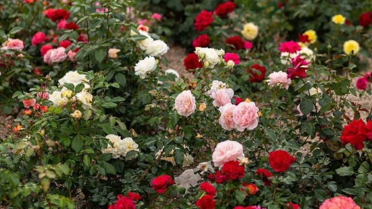 34 Stunning Rose Garden Ideas to Transform Your Backyard into a ...