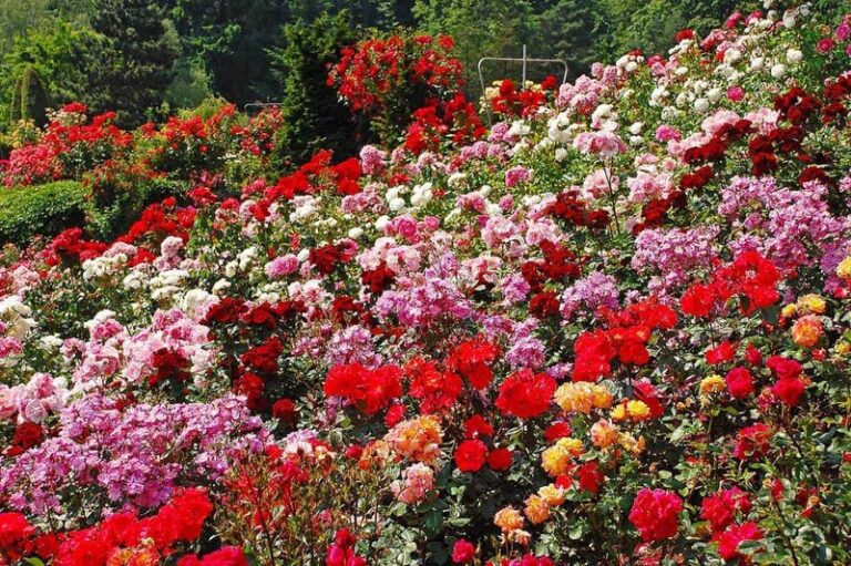 29 Stunning Rose Garden Ideas to Transform Your Backyard into a ...