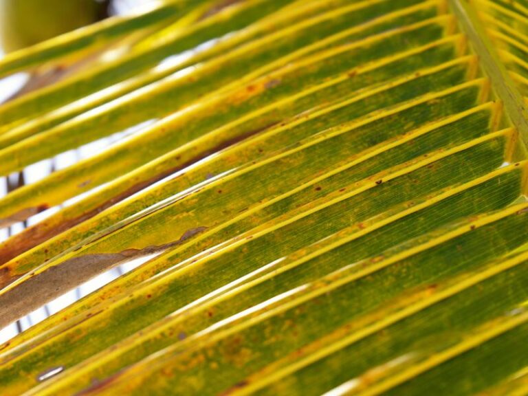 Why Your Palm Tree Leaves Are Turning Yellow (And How to Solve this Issue)