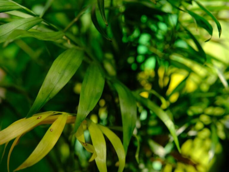 Why Your Palm Tree Leaves Are Turning Yellow (And How to Solve this Issue)