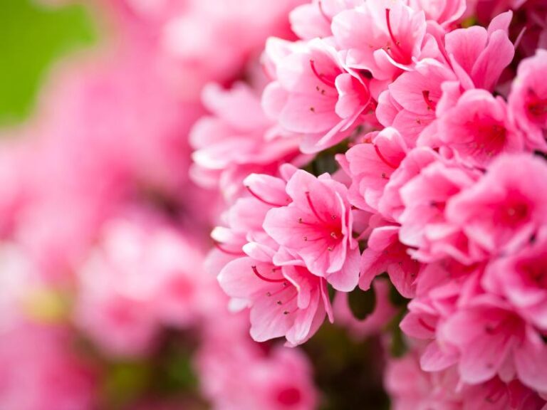 16 Adorable French Flowers And Their Meanings