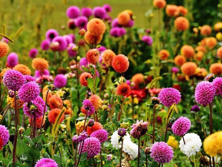 16 Adorable French Flowers And Their Meanings