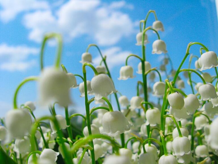 16 Adorable French Flowers And Their Meanings