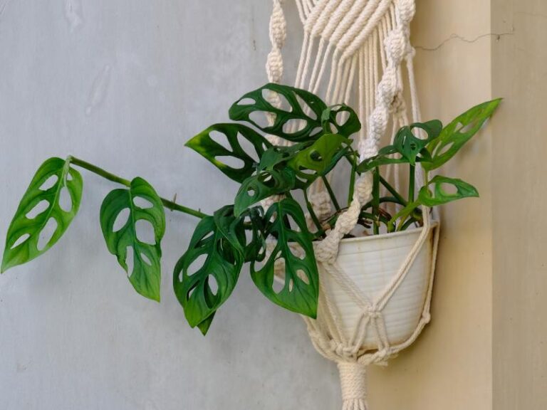 10 Varieties Of Money Plants To Bring You Good Luck And Fortune