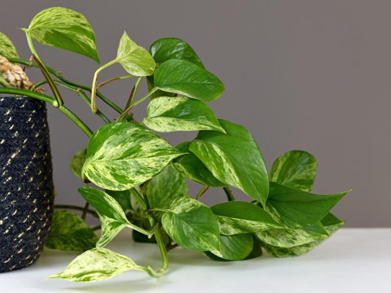 10 Varieties Of Money Plants To Bring You Good Luck And Fortune