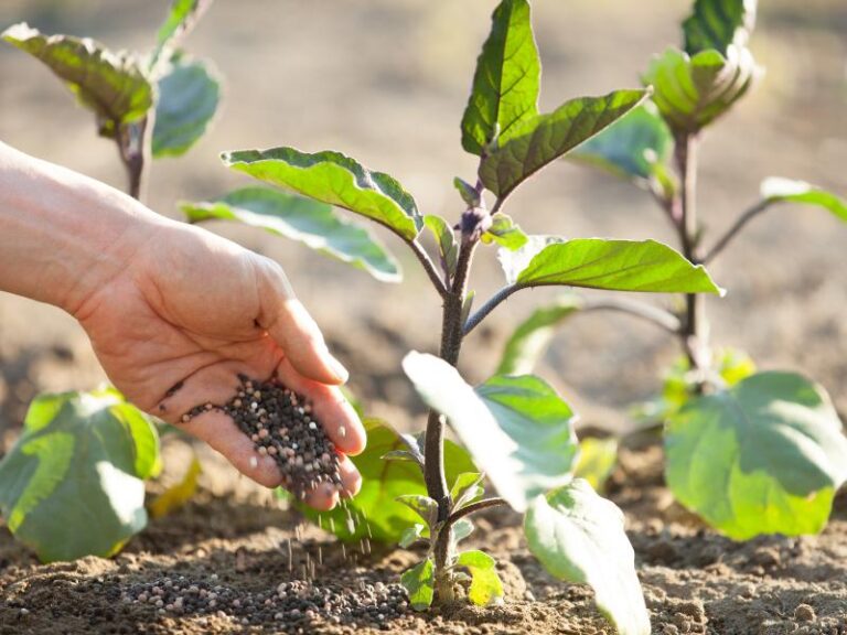 All You Need To Know About 17 17 17 Fertilizer