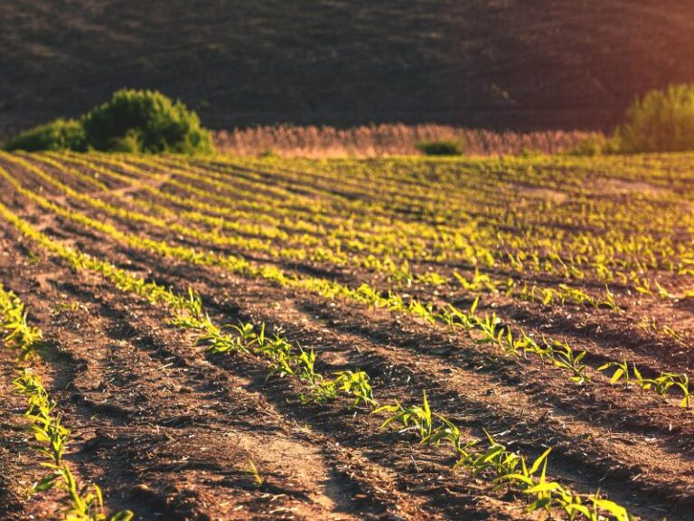 All You Need To Know About 17 17 17 Fertilizer