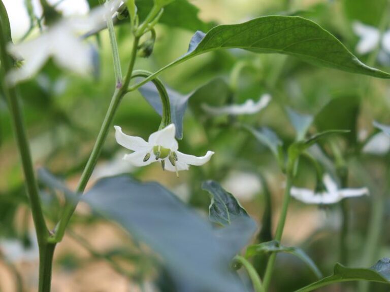 The Growing Stages Of Chili Plants: Everything You Need To Know