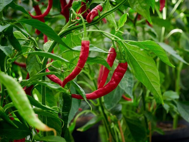 The Growing Stages Of Chili Plants: Everything You Need To Know