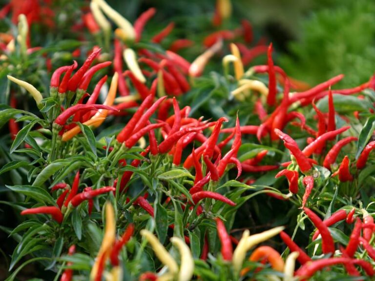 The Growing Stages Of Chili Plants: Everything You Need To Know