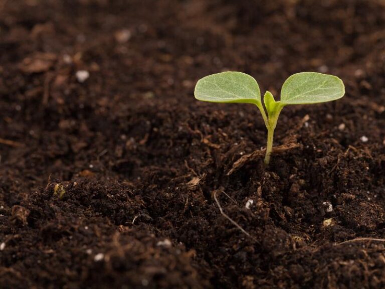 The Growing Stages Of Chili Plants: Everything You Need To Know