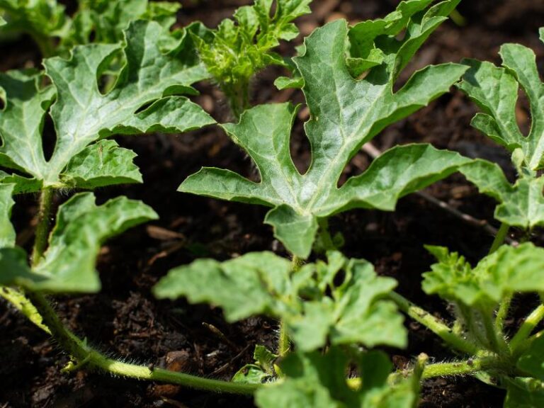 A Detailed Care Guide For Growing Watermelons