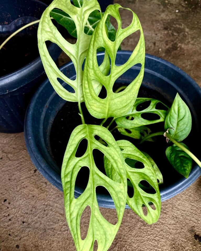 Helpful Ways to Tell the Monstera Adansonii and Laniata Apart